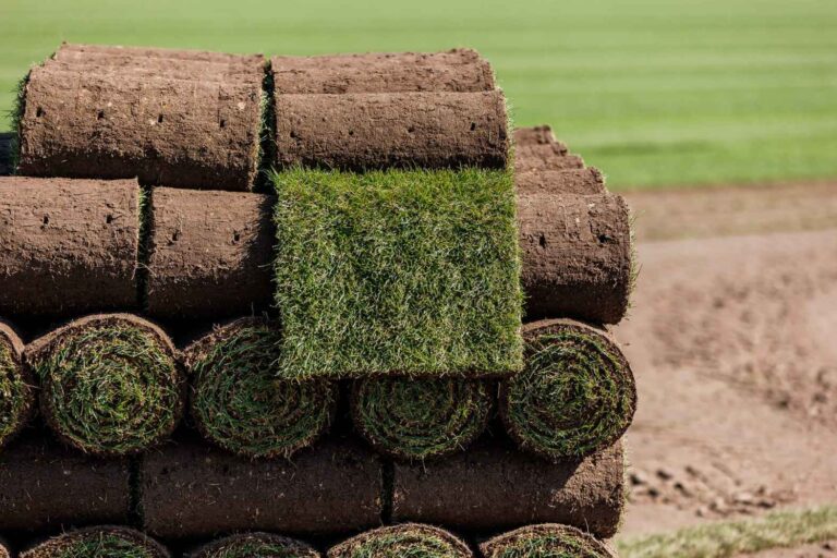 Zeg vaarwel tegen kale plekken en hallo tegen een volle, groene grasmat ...